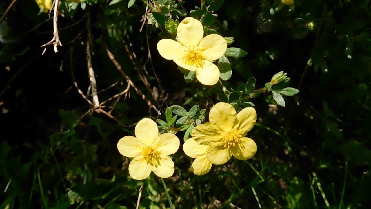 Potentilla Fruticosa( Shrubby Cinquefoil). Finding an Impressive Shrub ...