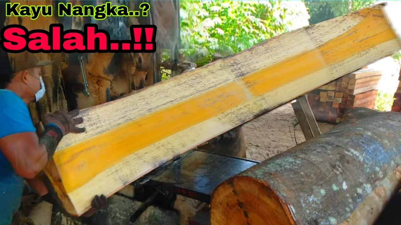 CORAK KUNING ALAMI.. !! NANGKA NO..!! Kayu ini Jenis - Kayu iletoiiiiii ...