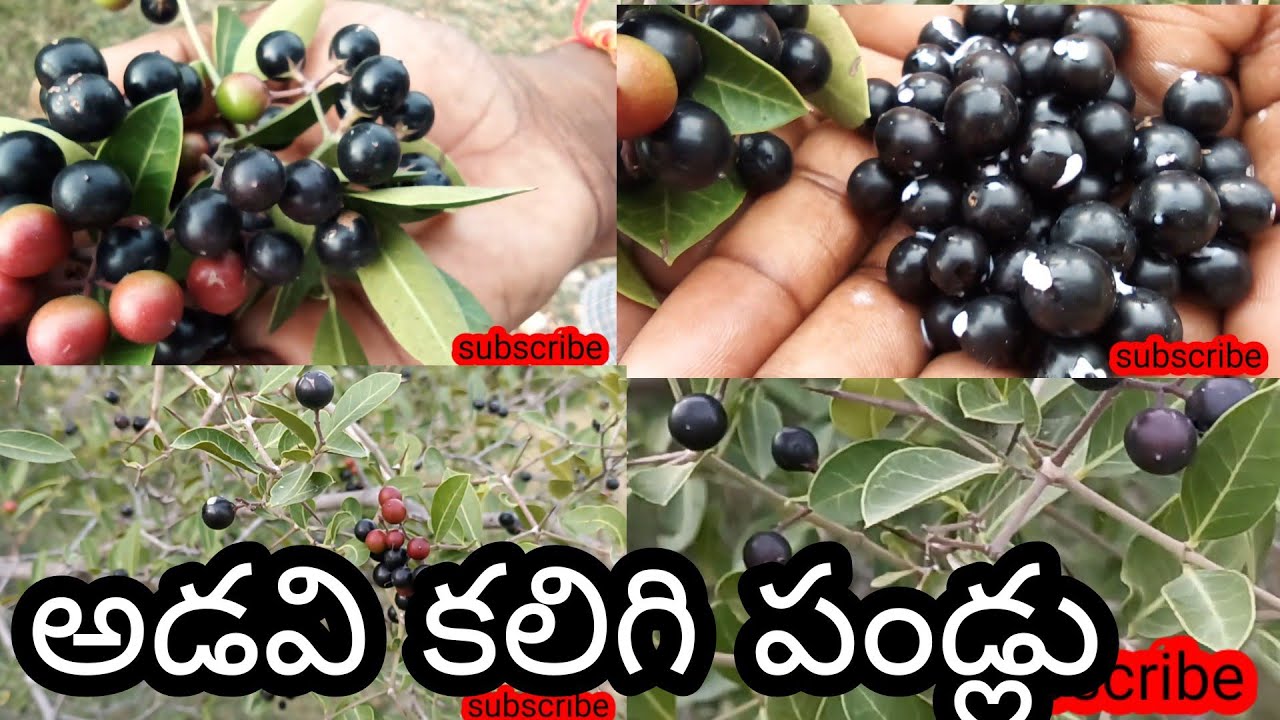 Adavi kaligi pandlu telugu video and black berrys fruit అడవి కలిగి ...