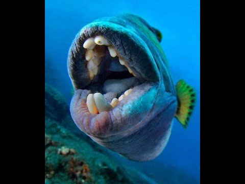 Angry Triggerfish Attack - YouTube
