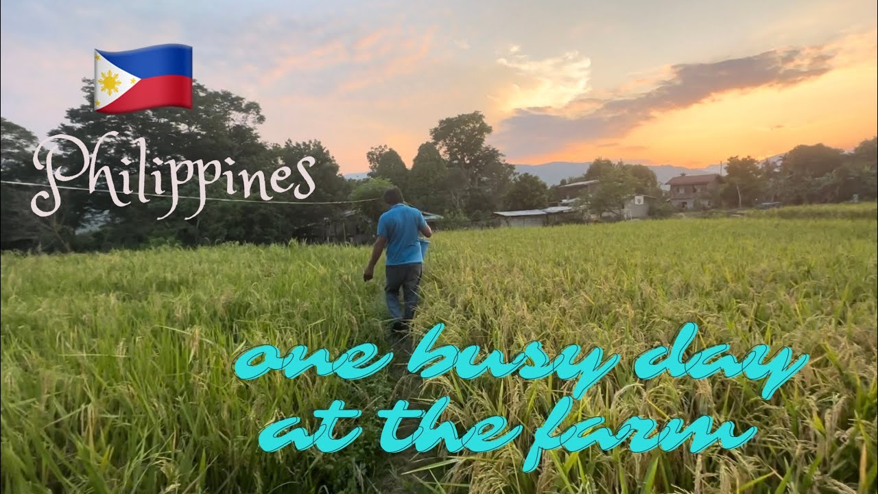 Busy day at the farm / Philippines Farm Life #mz tez - YouTube
