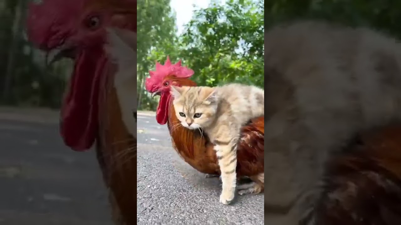 Friendship of cat and rooster #shorts #short - YouTube