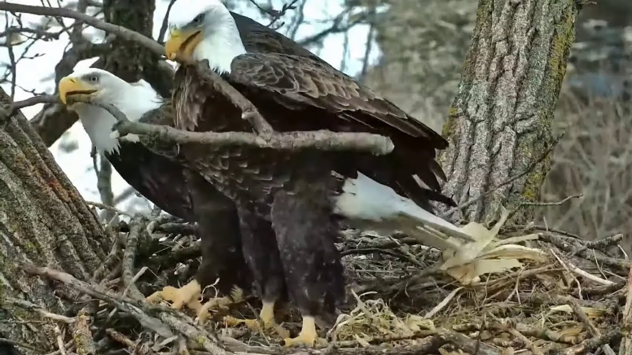 Decorah Eagles. HM's wonky stick fell overboard - explore.org 01-14 ...