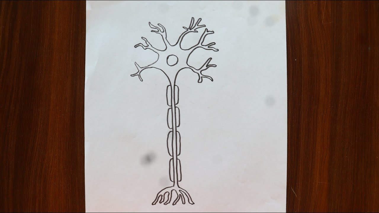 How to draw Nerve cell diagram || nerve cell drawing ||diagrams biology ...
