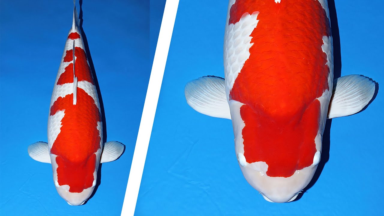 What Age Do Koi Stop Growing? The Surprising Truth Revealed - YouTube