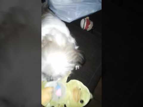 Fofuxo matando o Pato...