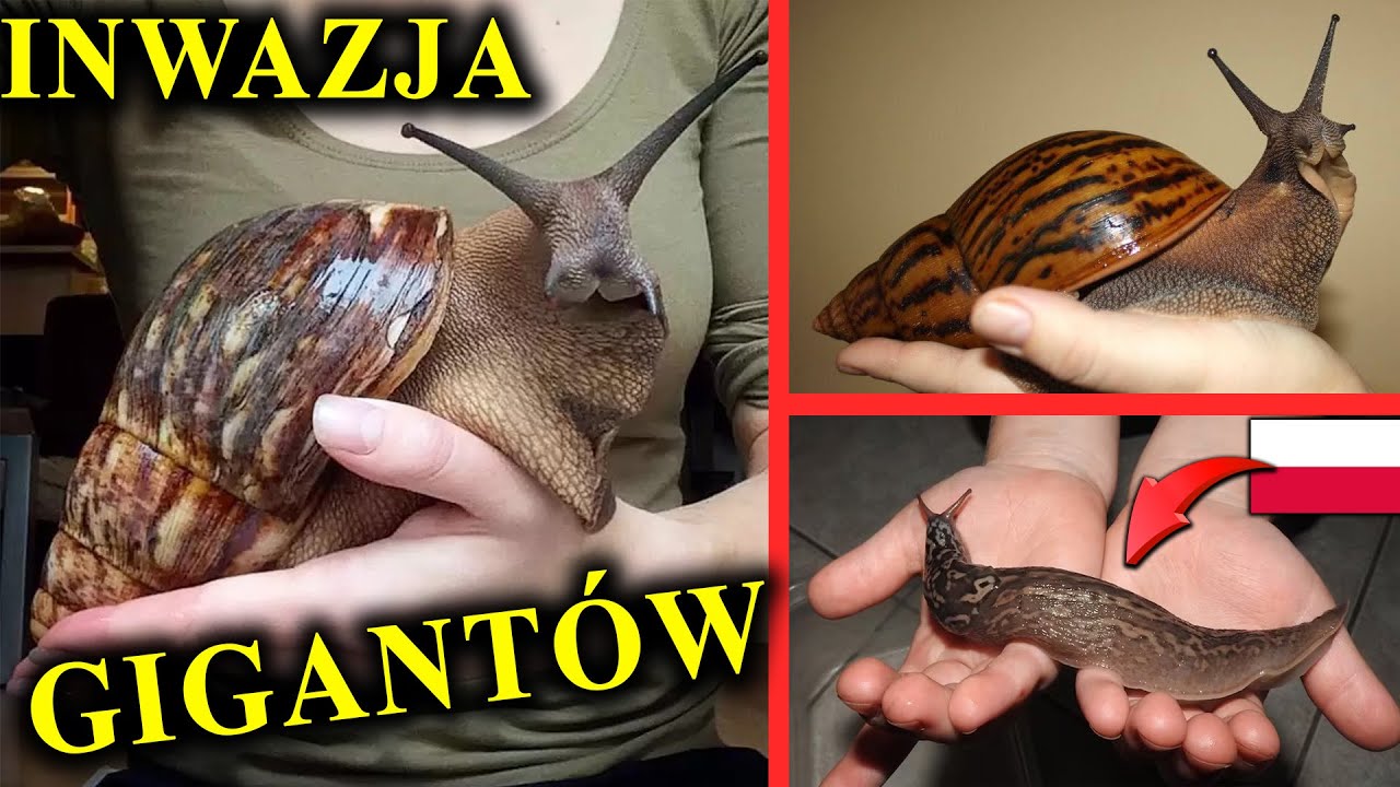 Największe Ślimaki Polski i Świata - Inwazja Gigantów - YouTube