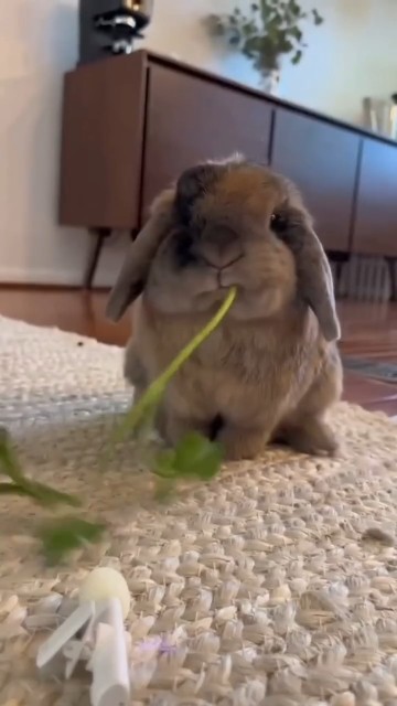 HAY YAAAAAAAA! #memes #igmemes #repost #vines #lol #justforfun # ...