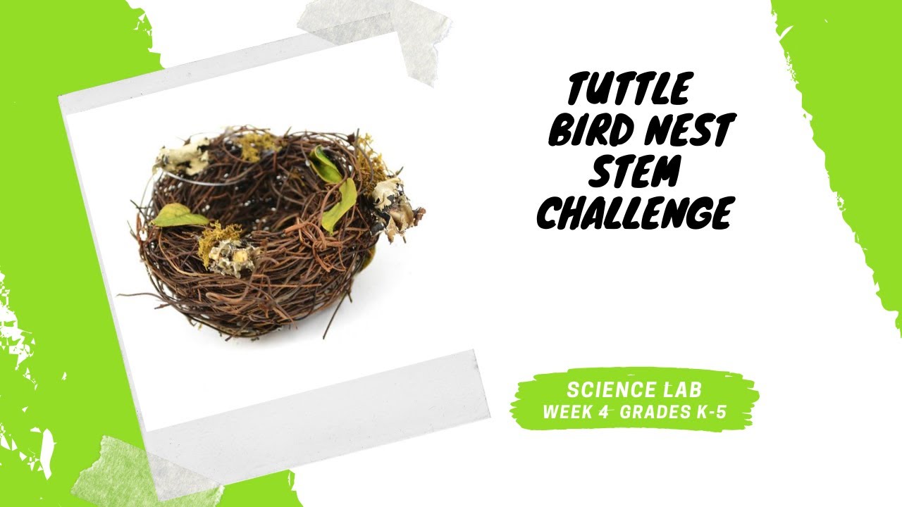 Week 4 Grades K 5 STEM Challenge Bird Nest YTR - YouTube