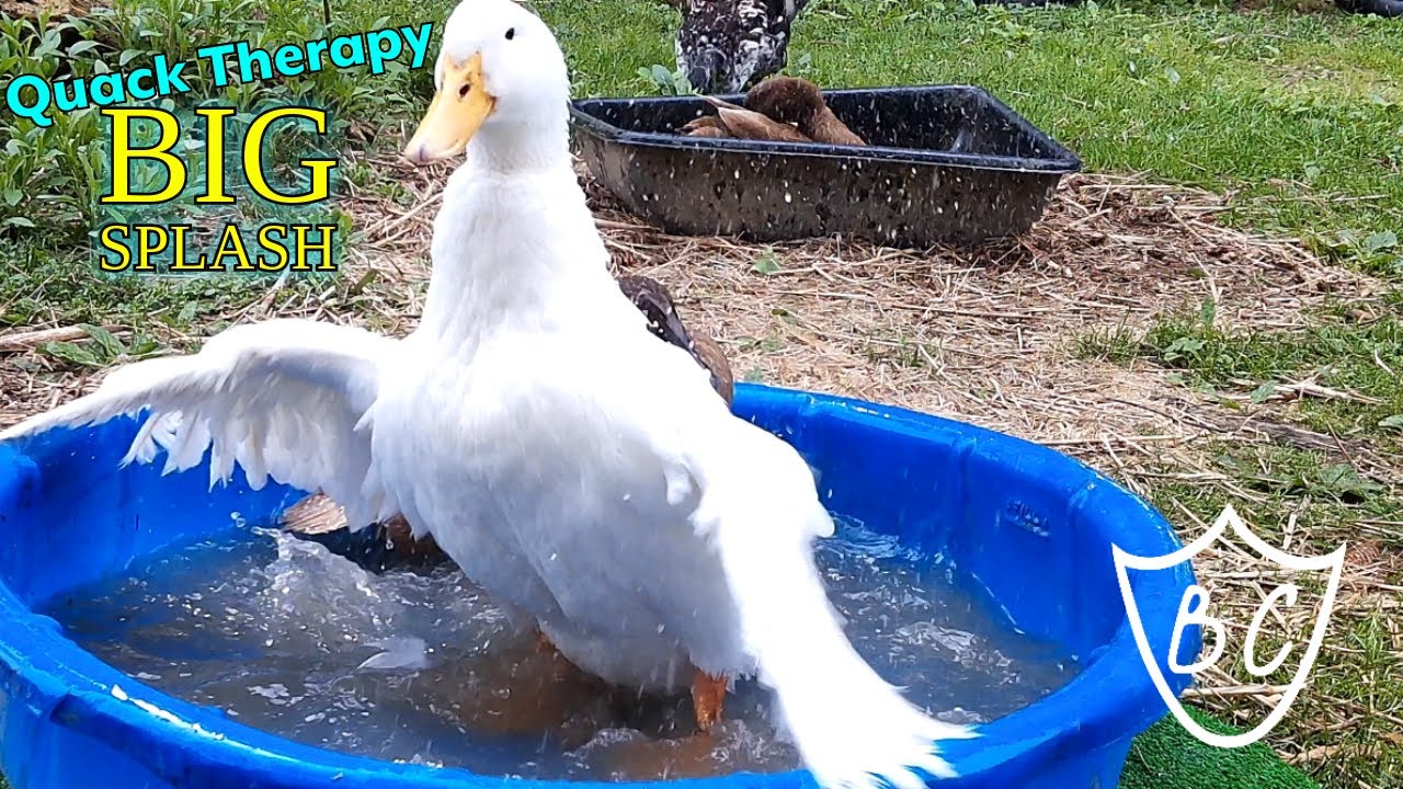 I Tried Quack Therapy with Benji the Duck - YouTube