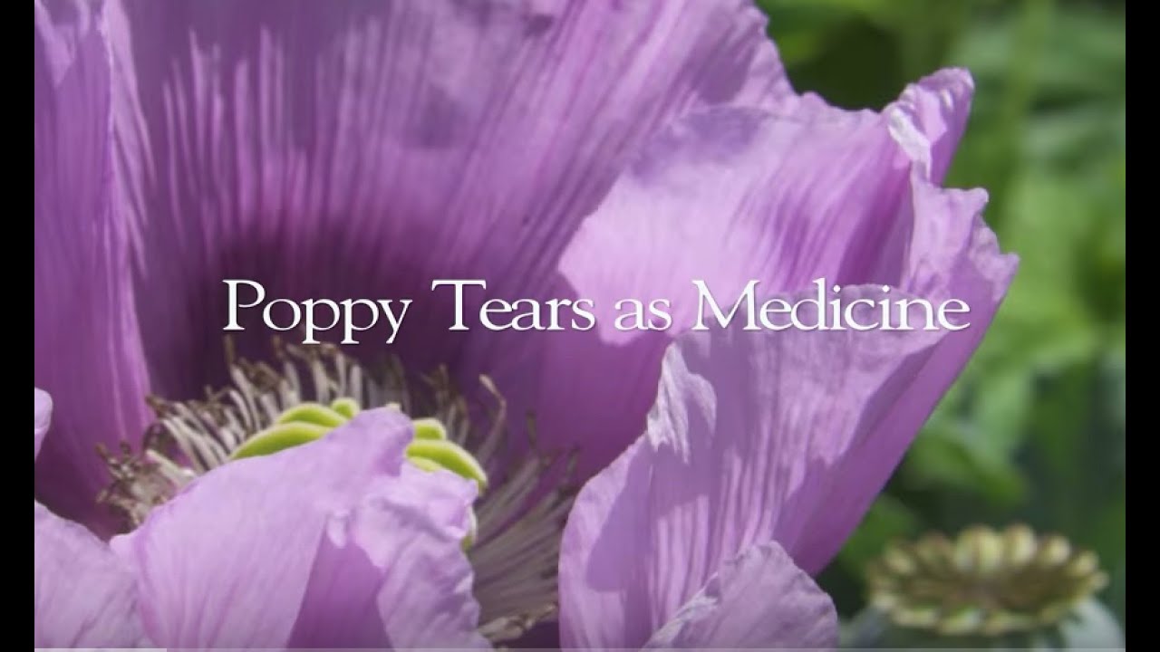 Poppy Medicine | A Deeper look at Opium Poppies - YouTube