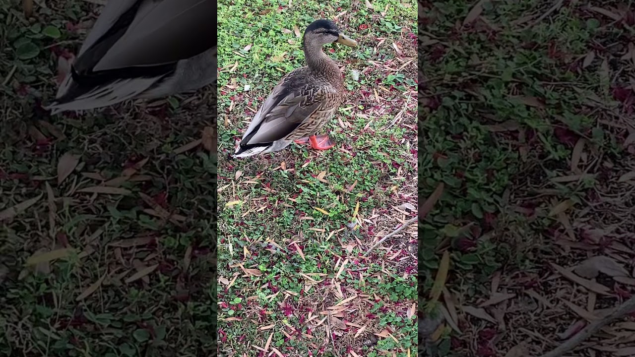 BEAUTIFUL DUCK CHILLING - YouTube