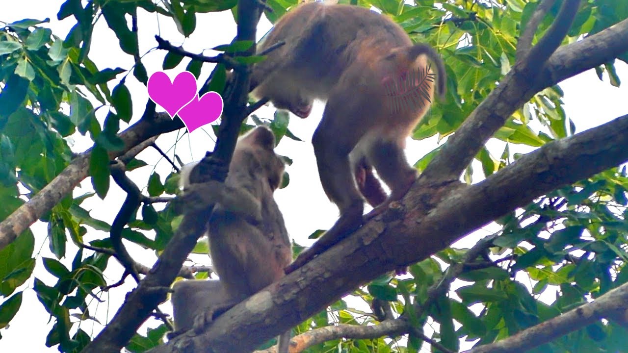 Very Sweet ! Monkey MILLA to make loves with Idol MOKA - when she stay ...