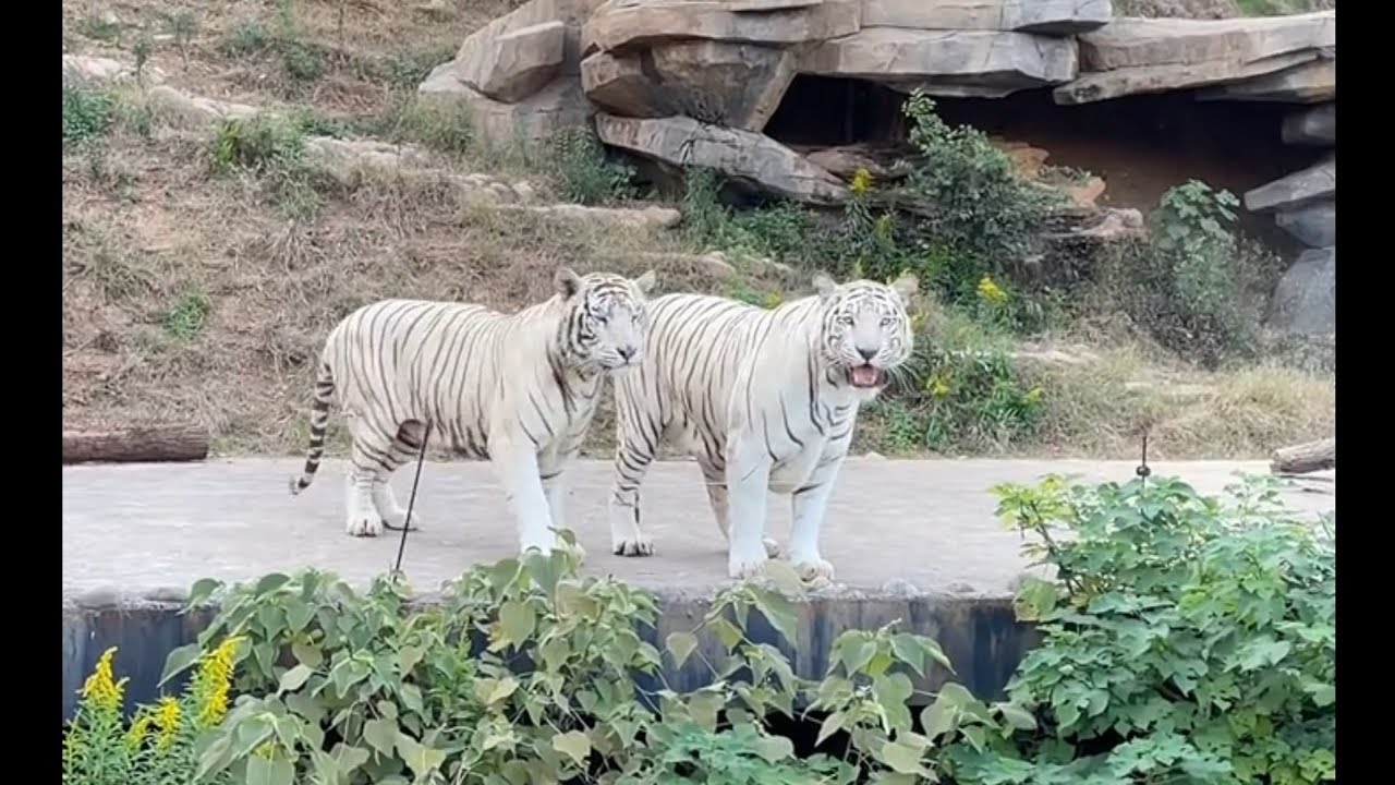 Tigers Meows Compilation #2. - YouTube