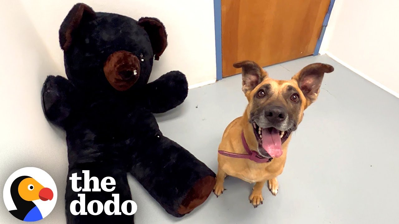 Dog Who's Been In The Shelter Four Years Gets New Toys | The Dodo - YouTube
