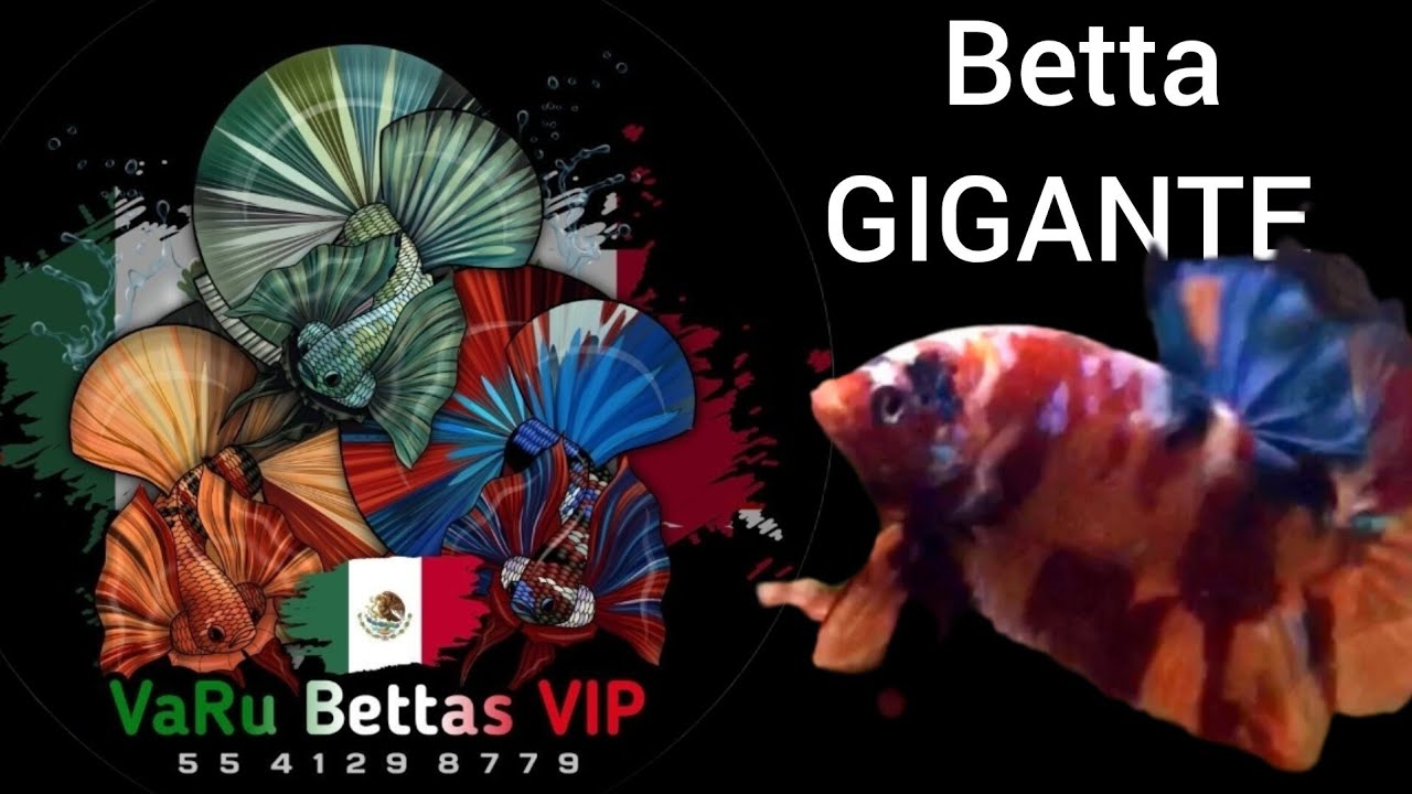 Reto: Criando un Betta HMPK GIGANTE bettaclubargentina - YouTube