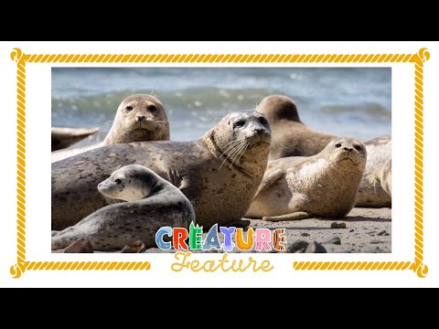 Creature Feature: Seal - YouTube