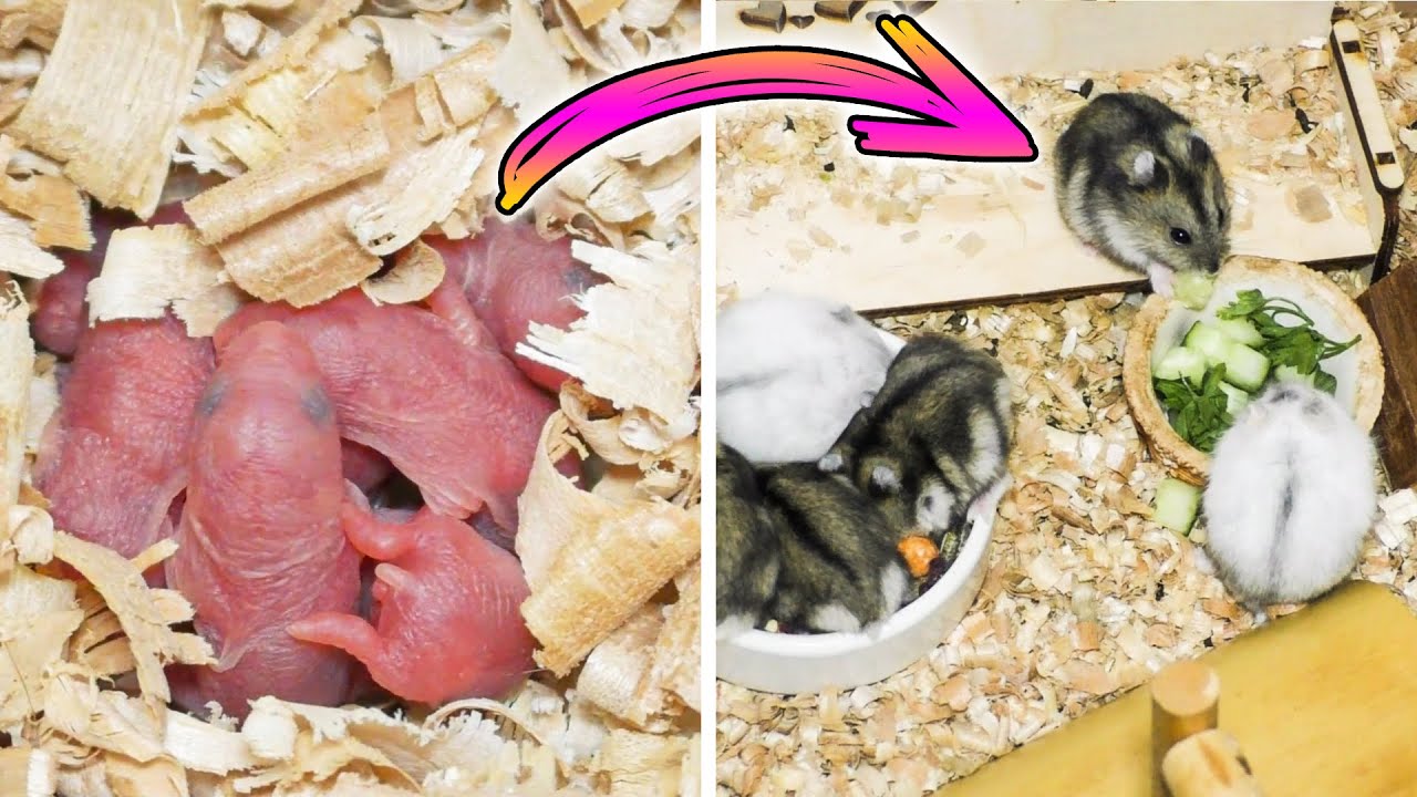 How Baby Dwarf Hamsters Grow From Birth to 28 Days - YouTube