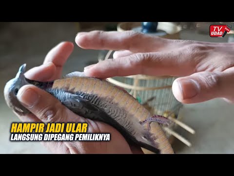 Untung Direkam!! Warga Pergoki Burung Perkutut Peliharaannya Berubah Jadi Ular di Malam Jumat Legi..