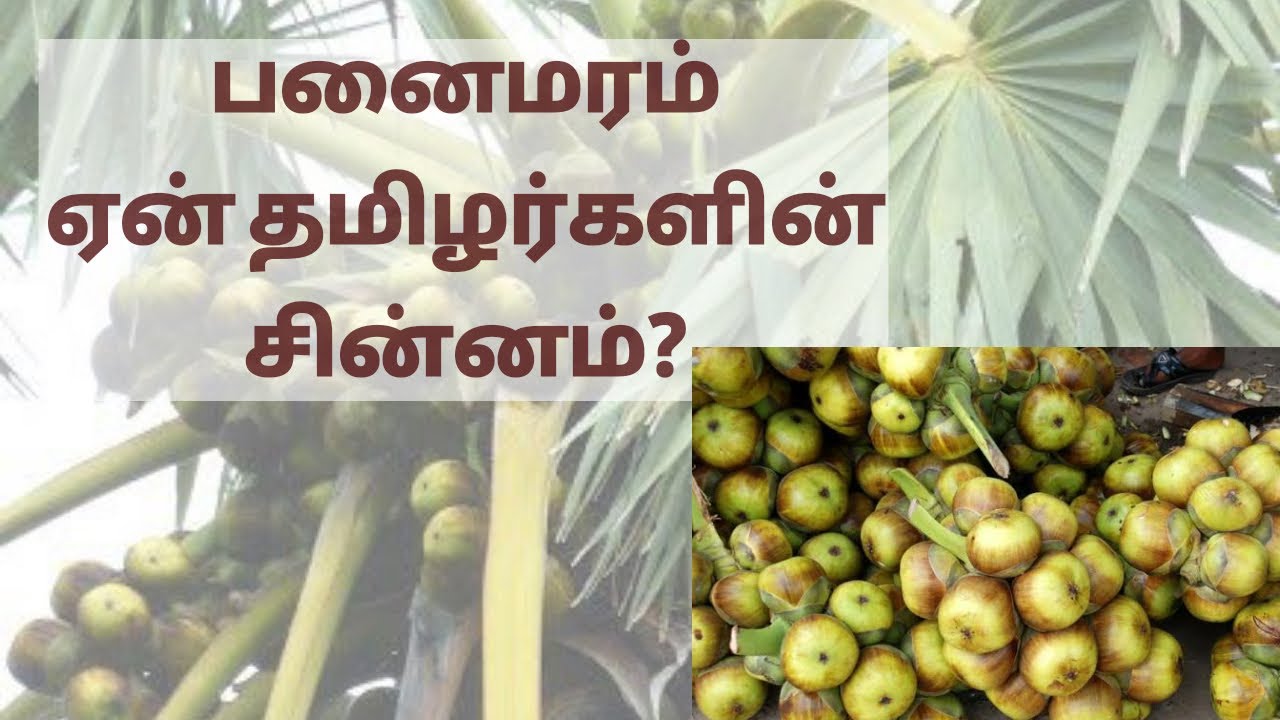 பனைமரம் – தமிழர்களின் மரபுச் சின்னம் #Palmyra #TamilNadu #trees - YouTube
