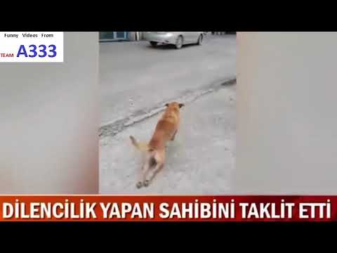 A333 Funny - Funny Cat,Funny Bird,Funny Dog,Funny Animals,