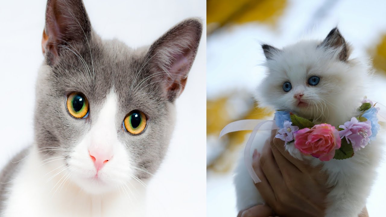 baby cats - cute and funny cat videos compilation #infobells_Hindi_TV ...