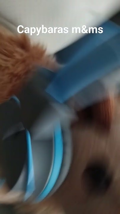 capybaras m&ms - YouTube