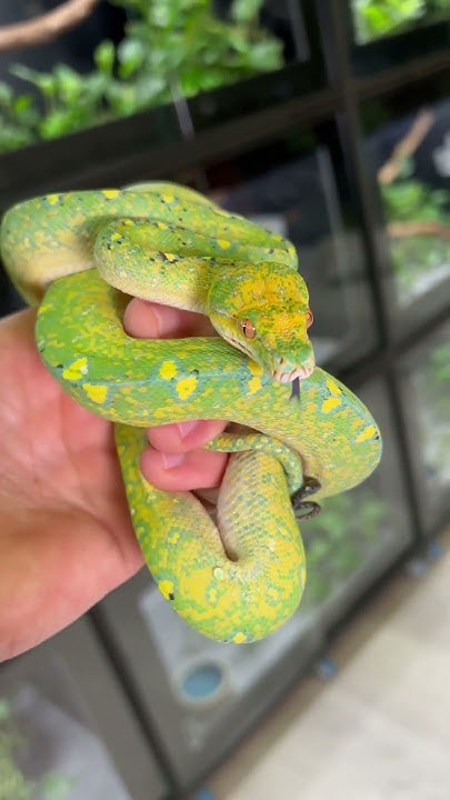 🐍💚 Meet my future star breeder - a beautiful Manokwari Biak mix Green ...