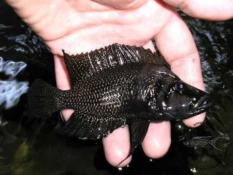 Altolamprologus calvus Congo "Black calvus" - YouTube
