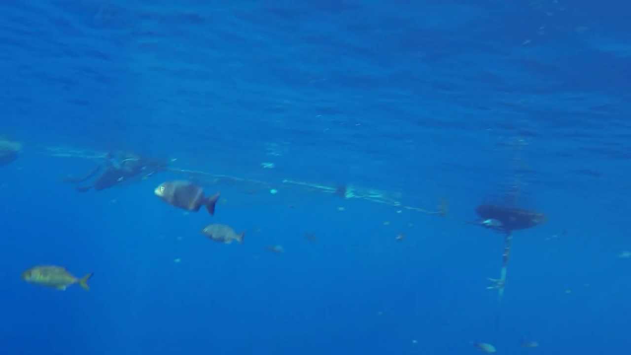 Fish aggregating device - YouTube