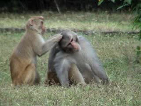 RED MONKEYS-How to be Pampered !! - YouTube