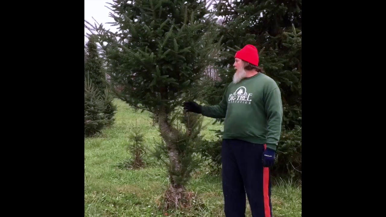 Stump Cultures - Big Tree Plantation - YouTube