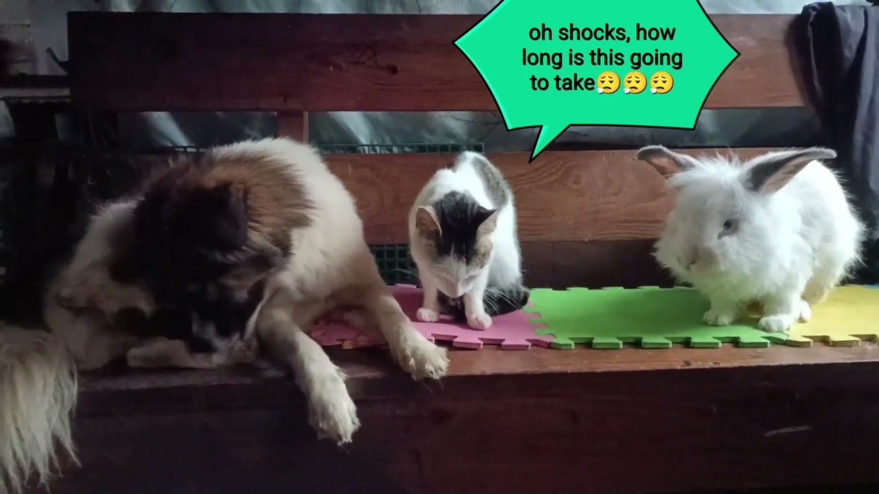 Friendship Between a Dog, Cat and Rabbit - Grooming Time|| Rabbit ...