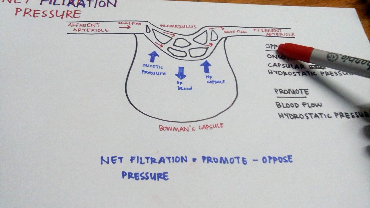 Net filtration pressure (animal physiology) - YouTube