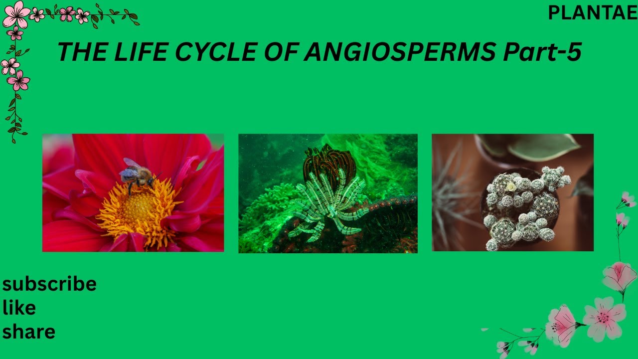 The Life Cycle Of Angiosperms part-5#angiosperms #plantanatomy # ...