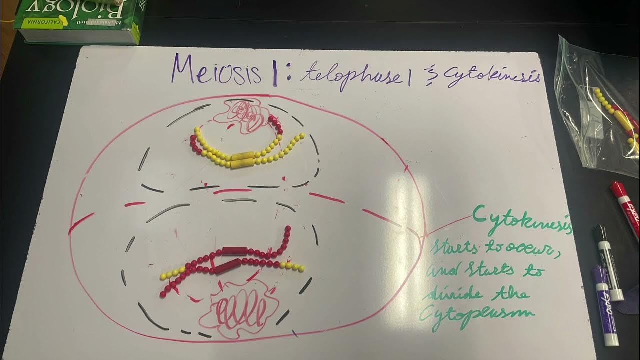Meiosis Stop Motion - YouTube