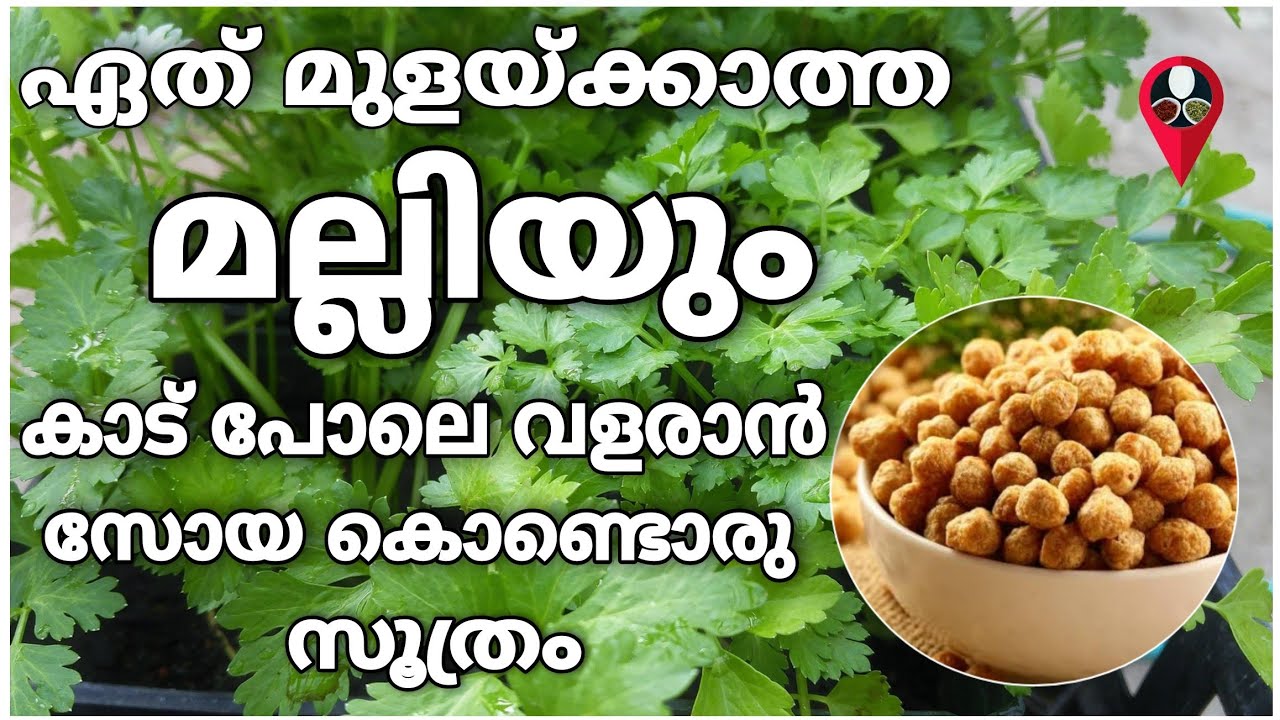 Malliyila krishi malayalam | How to grow corriander at home garden ...
