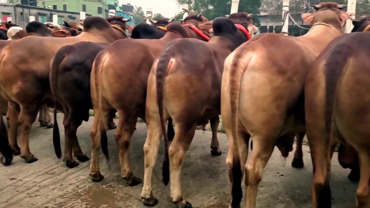 2020 Deshal Shar Goru Collection Of Nabil Agro 17'sec preview - YouTube