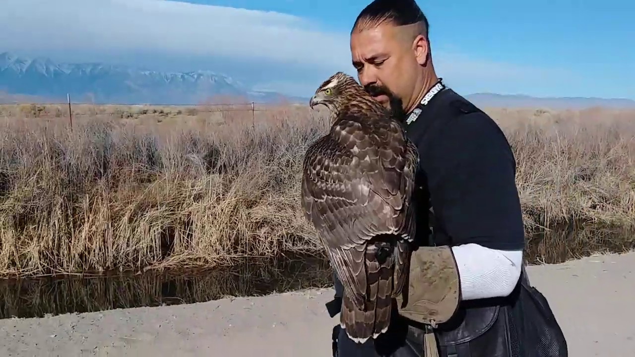 ~CHC Bishop Falconry Meet~ - YouTube