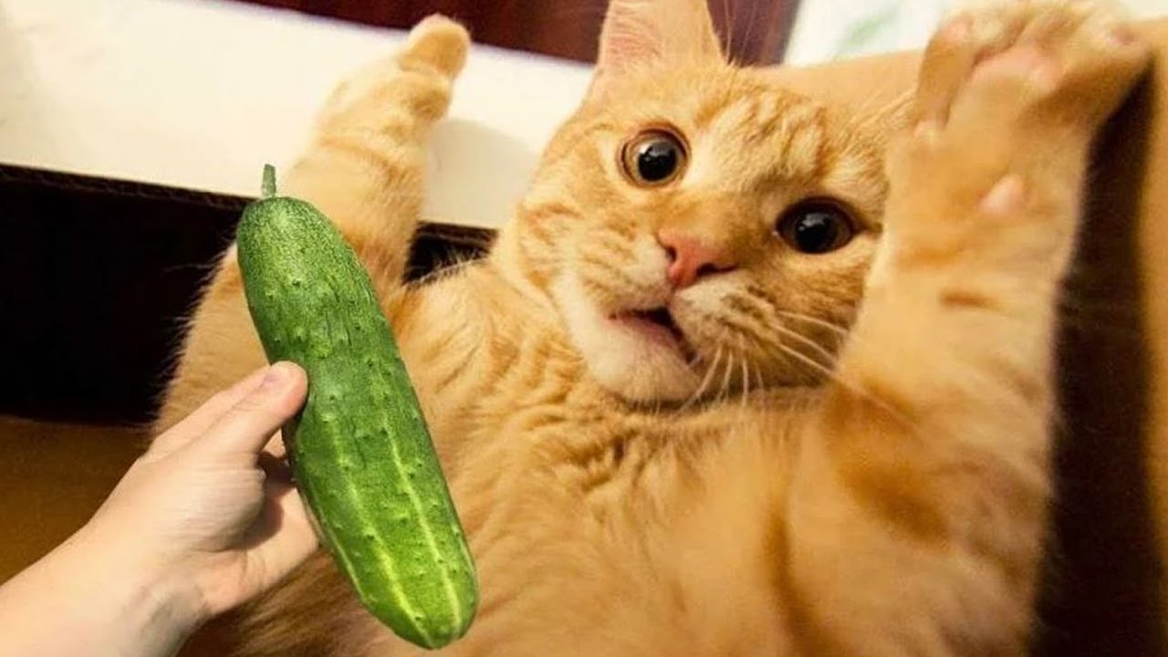 Crazy Cats 😹 Funniest Cats 👍 Try Not To Laugh - Cute And Funny Cat ...