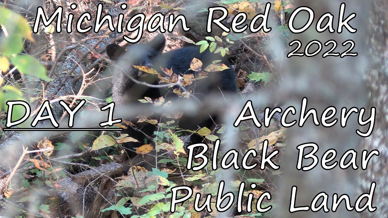 Michigan Red Oak Bear - YouTube