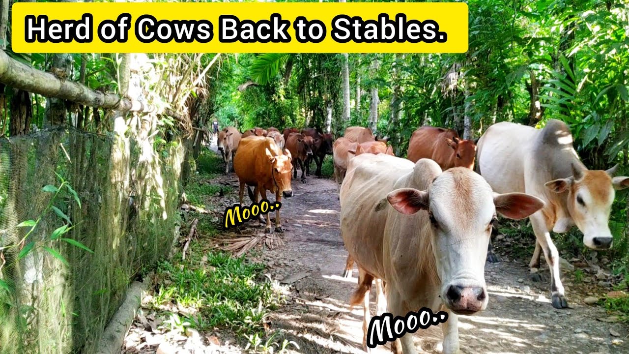 Video of a cute tame cow returning to the corral through the forest ...