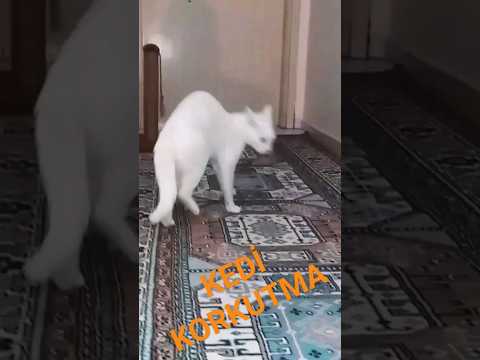 KEDİ KORKUTMA #shorts #kediler #viral #shortsvideo