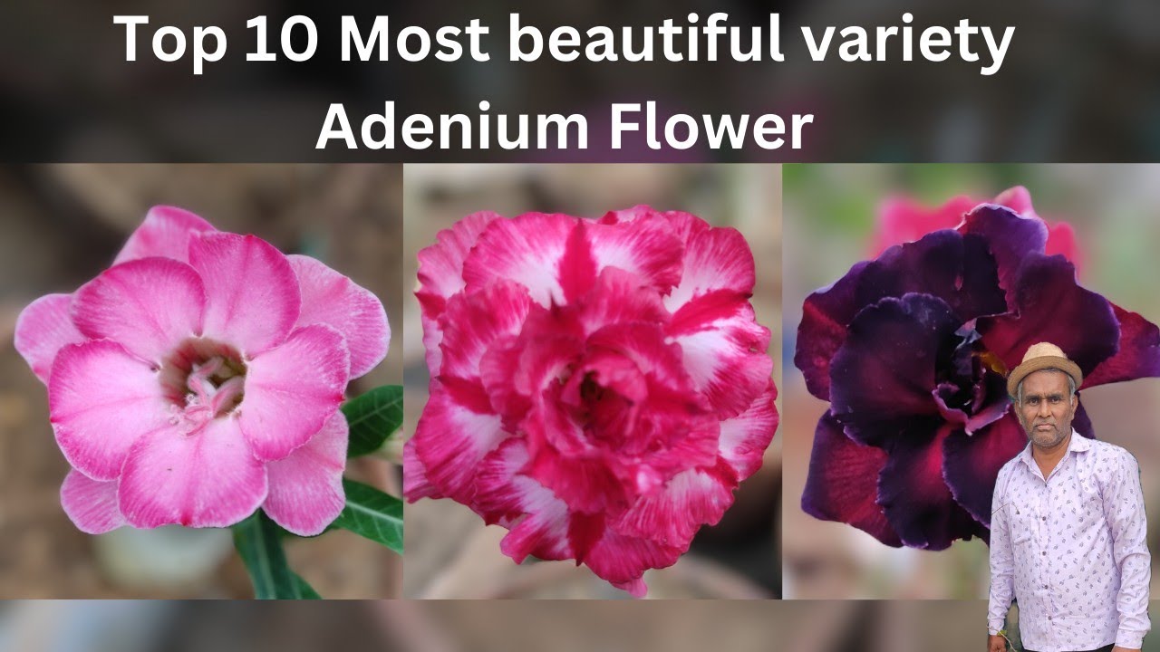 Top 10 Most beautiful variety adenium flower ( Desert Rose ) to grow at ...
