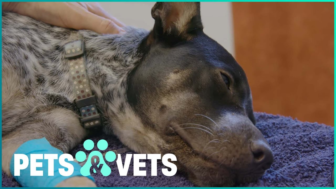 Remote Australian Vet SAVES Dog from Deadly Snake Venom - YouTube