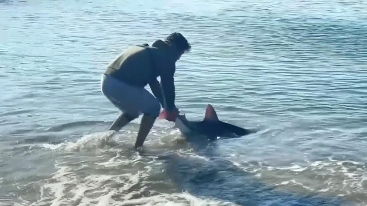 Fisherman Throws Back Endangered Shark - YouTube