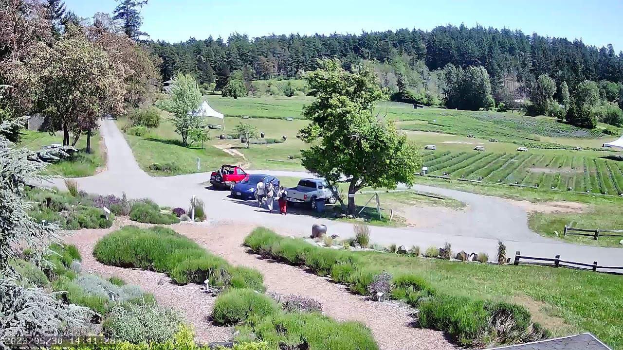 Pelindaba Lavender Farm - San Juan Island - YouTube