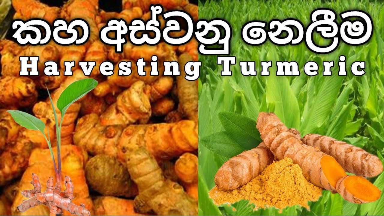 Harvesting turmeric / කහ අස්වනු නෙලීම - YouTube