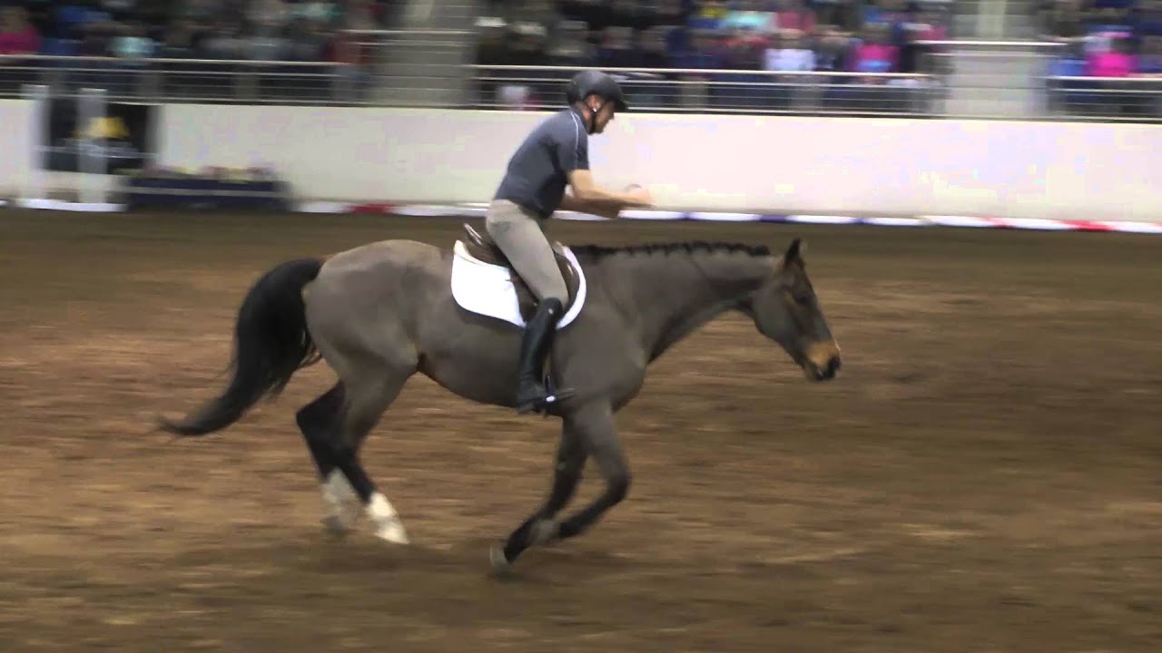 Horse World Expo 16 Gogain Jumping Bridleless - YouTube