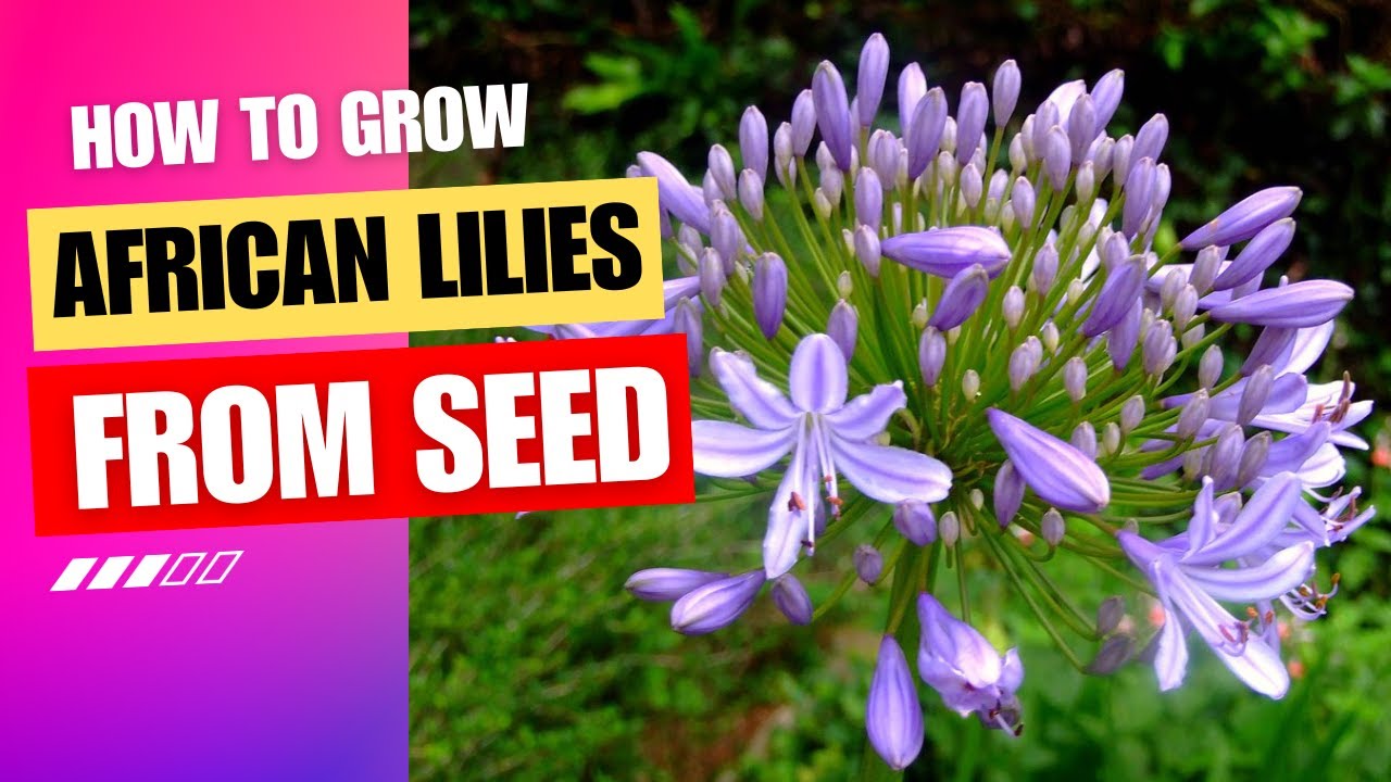 Seeds of Beauty: How to Grow African Lilies from Seed - YouTube